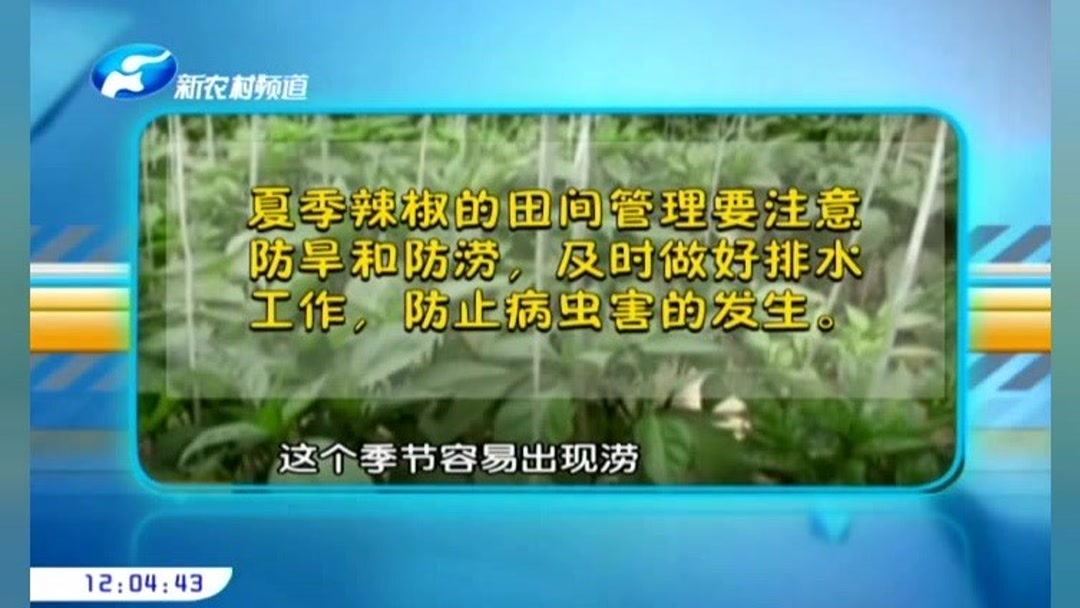夏季辣椒的种植管理要注意