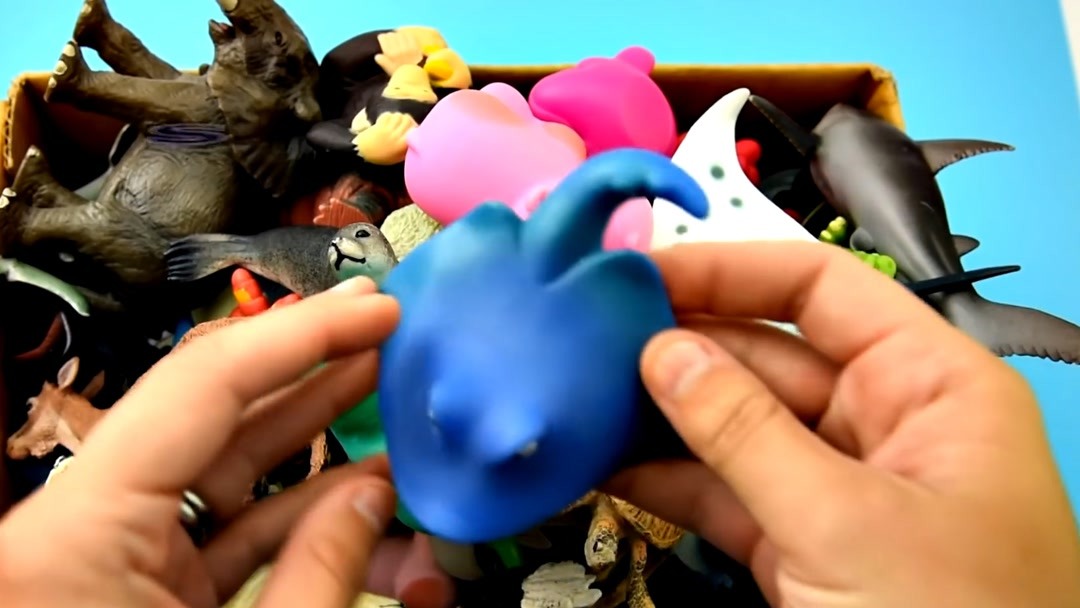 乐享动物乐园 第7季 第641集 带你认识扇形魟鱼和珍贵抹香鲸