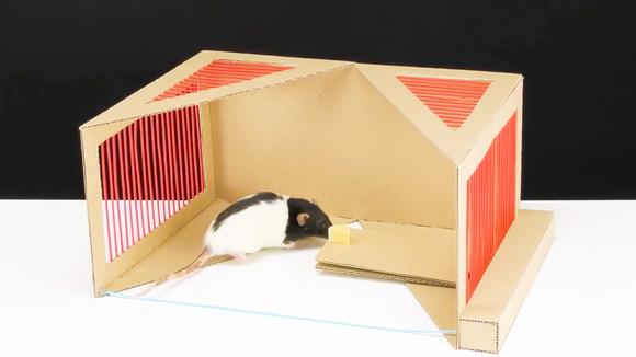 教你制作自动捕鼠器,老鼠一来笼子关门