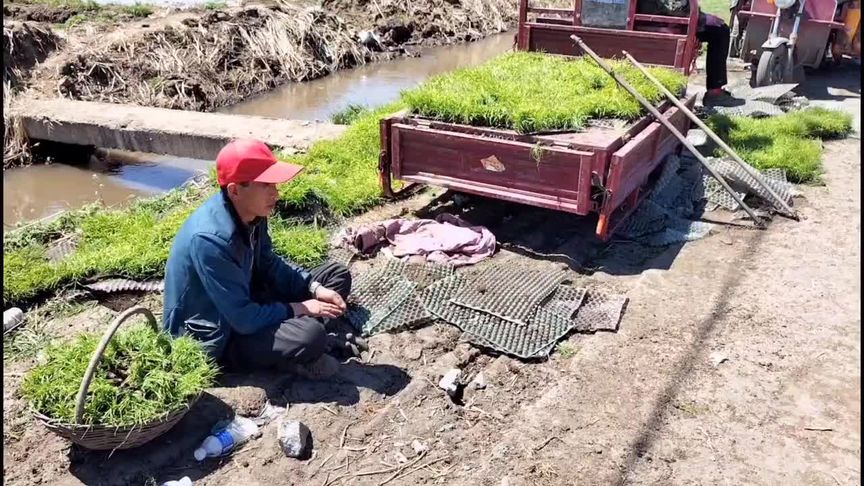 #黑龙江 #寒地水稻 即将失传的抛秧种植方法