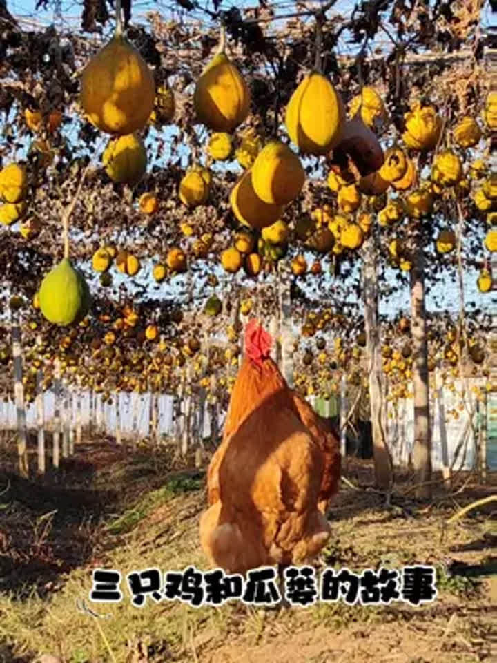 这个故事说明了什么?有目标,听经验,善观察,找优势,补不足,敢尝试#...