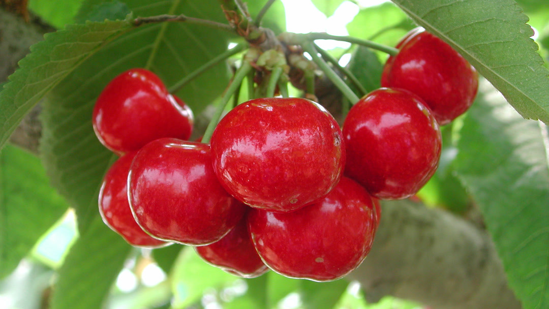 想让樱桃多结果,果农应该把握这些种植技术!