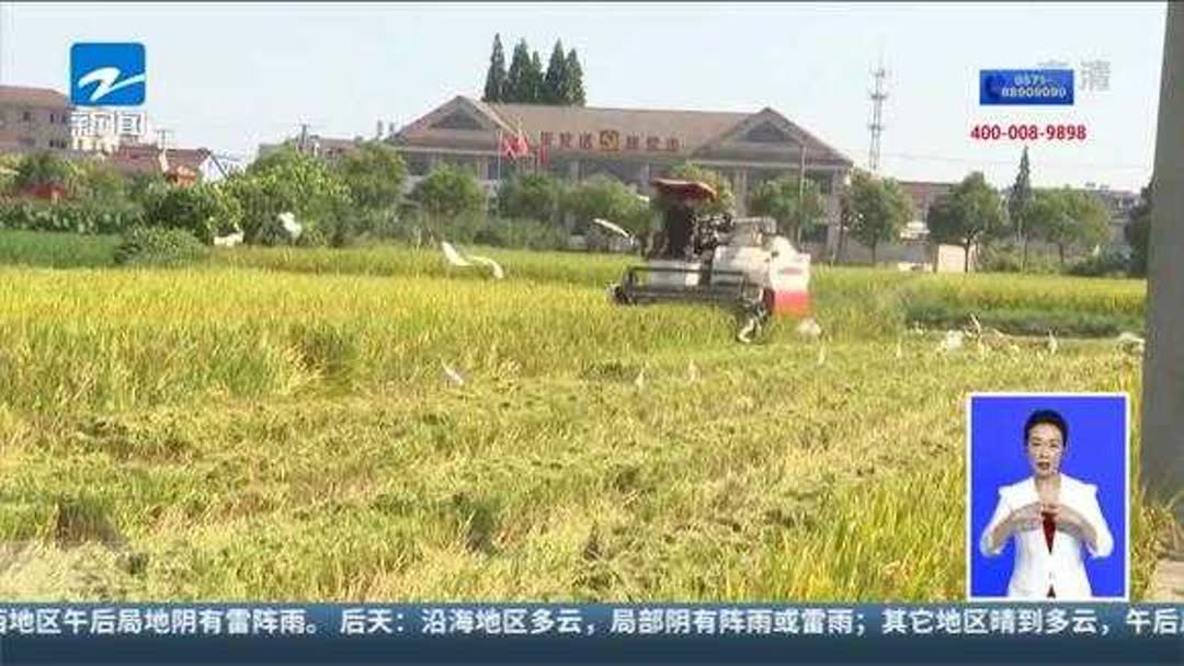 稻谷金黄夏收忙:全省早稻陆续开镰 今年成熟提前且长势略好