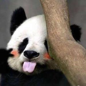 大熊的畅想空间 