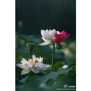 丙午贞吉93497807 