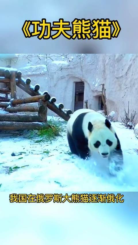 #大熊猫身上的功夫藏不住了# 在俄罗斯的大熊猫,变成了战斗熊猫~这...