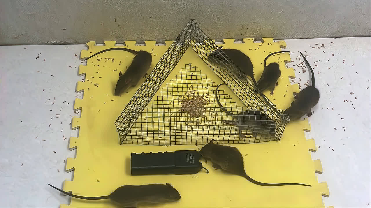 农村小伙自制捕鼠器,DIY迷你小屋电捕鼠神器,生命里的最后晚餐