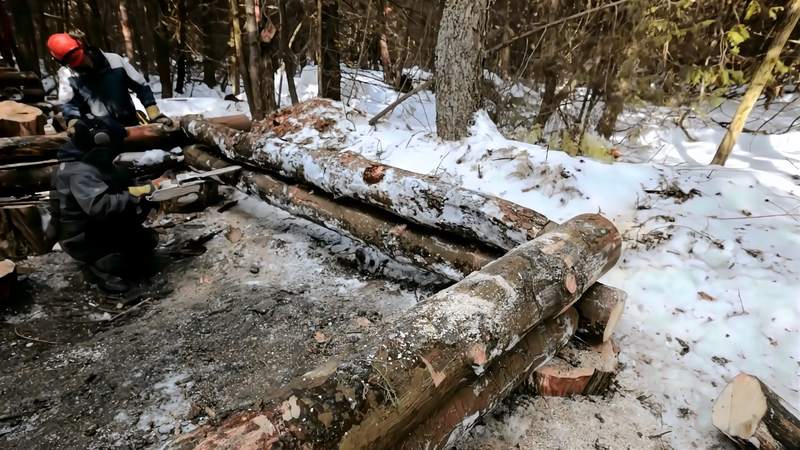 有钱人冰雪中荒林砍伐大量树木盖木屋,为了自己享受如此破坏环境