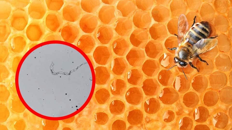 显微镜下的蜂蜜,放大500倍后,其实并不那么清澈