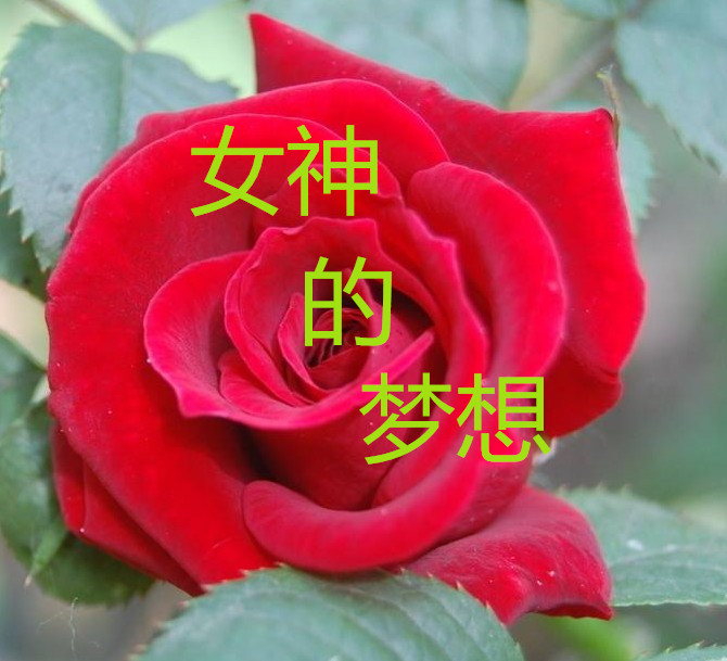 女神的梦想 