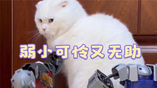 新装备到了!此次的格斗机器人终于不是来搞笑的了!