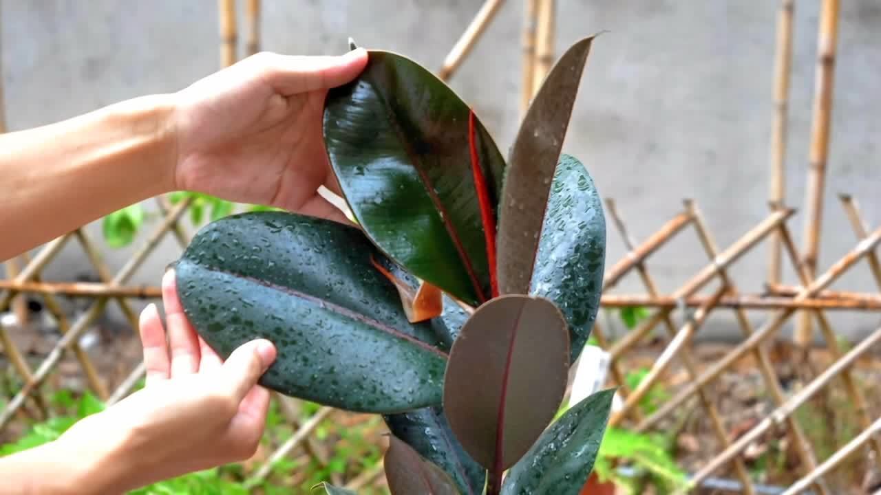 养橡皮树,注意好4点,新叶长得快,叶子浓绿有光泽