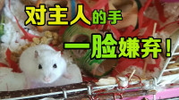 仓鼠嫌弃主人,六亲不认