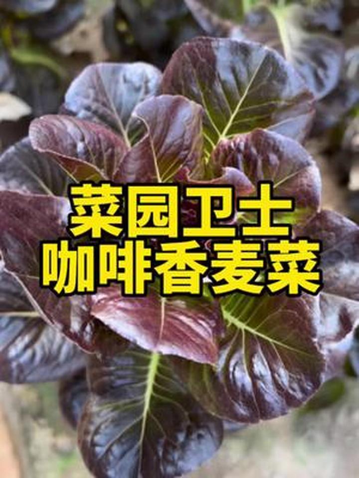 家里种菜,一定种点咖啡香麦菜,它口感好,颜值高 咖啡香麦菜 种菜 种