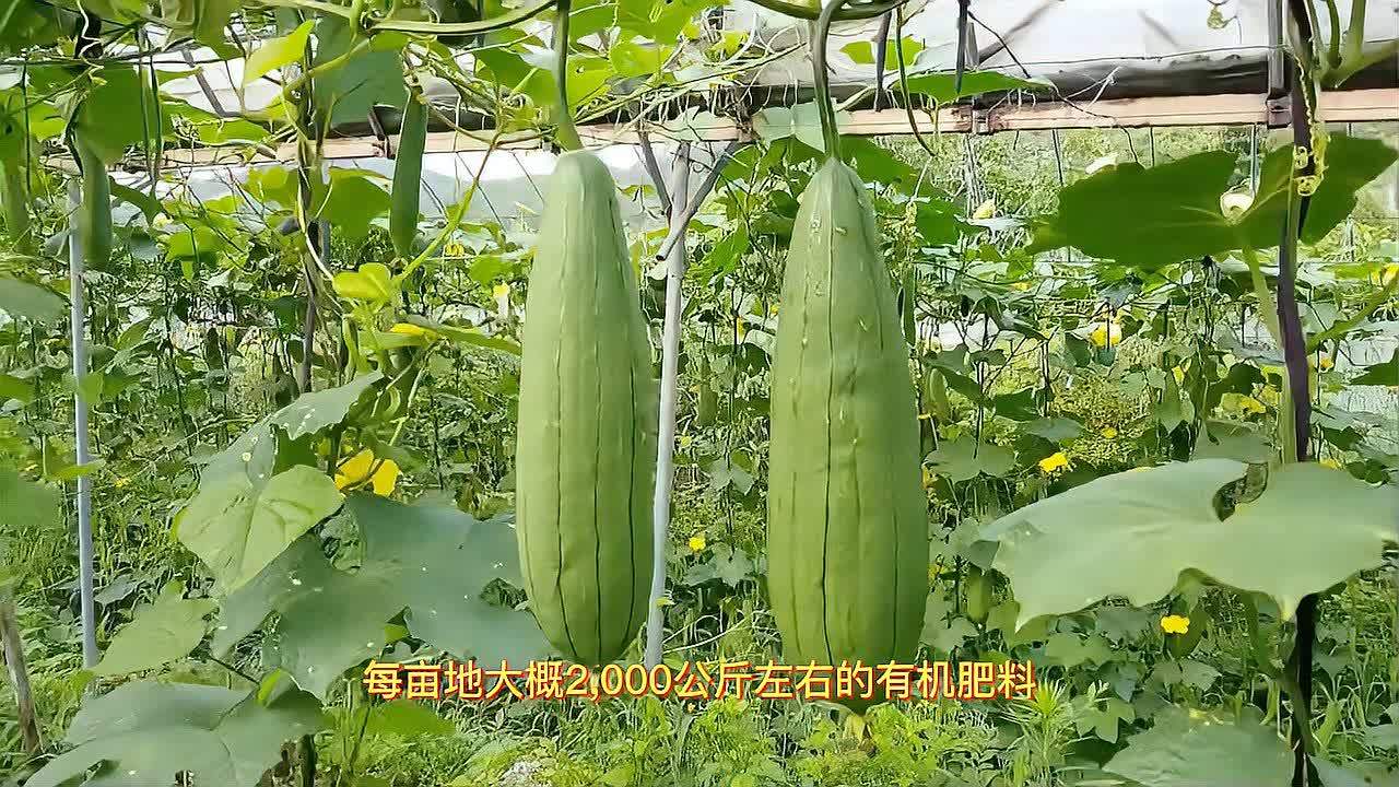 如何种植丝瓜?丝瓜的成长情况,以及