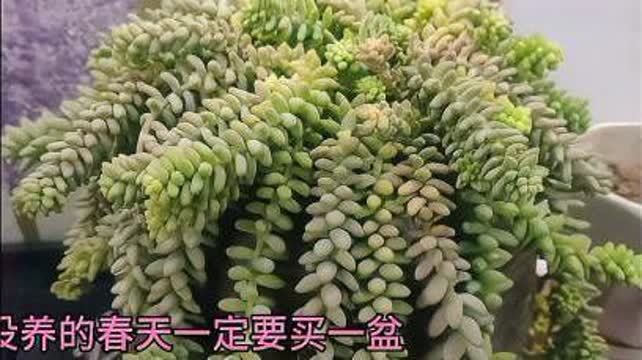 强烈推荐春天必买多肉玉坠,这样养,一年换三次盆,盆盆爆满!
