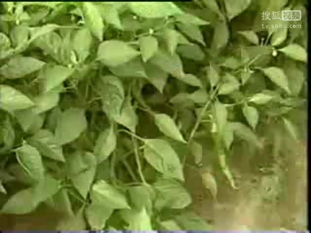 大棚蔬菜栽培技术（辣椒栽培管理）