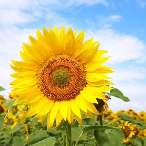 小河弯弯82477113 