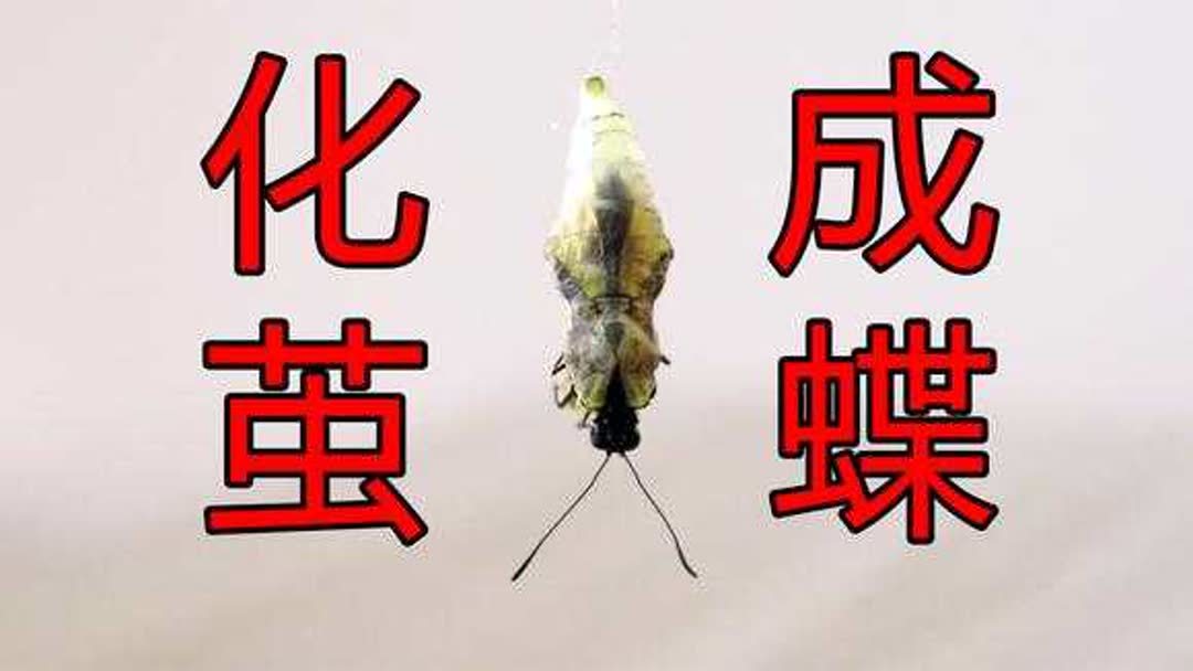 终于拍到化茧成蝶的瞬间,太震撼了吧!