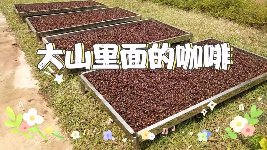 大山里面的咖啡种植园
