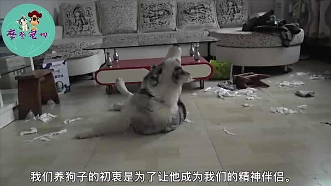摩登宠物训犬 狗教程视频介绍片2