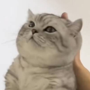 徳乌斯 