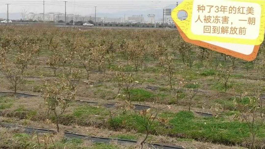 寒潮冻害对果树的影响,红美人幼树被冻死,大树冻成秃子,太惨了