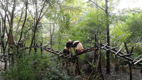 大熊猫打架/Giant pandas fighting