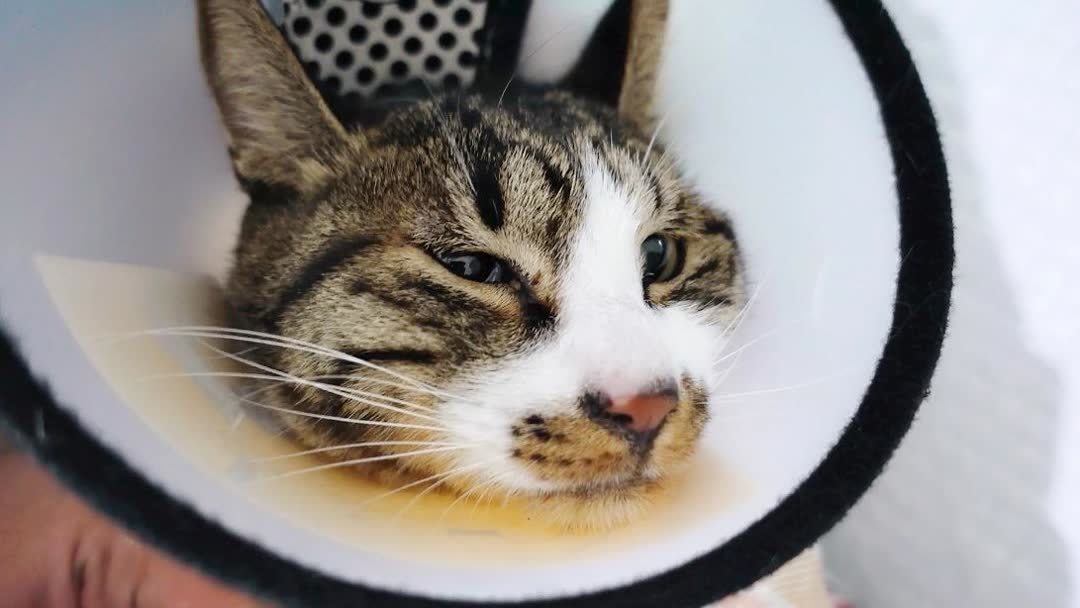 猫咪害怕上医院跟主人殊死搏斗两小时,医生:真没见过这么犟的猫
