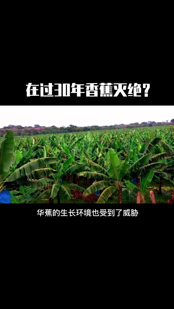 在过30年香蕉面临灭绝?