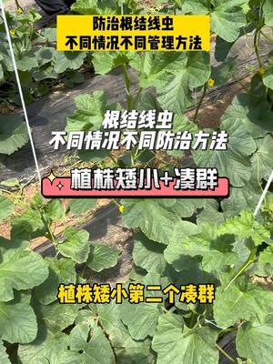...来定、不同情况不同管理防治措施#农业种植 #现代农业 #种植技术 #...