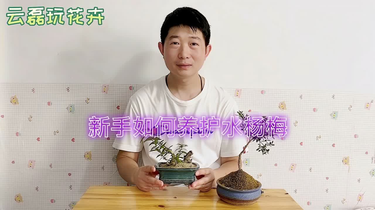 新手不知如何给水杨梅上盆,如何养护水杨梅,一起看看吧