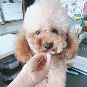 皮皮的vlog时光 