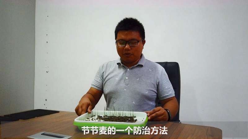 种植小麦,啥时候播种最好?咋播能增产?听听专家的意见