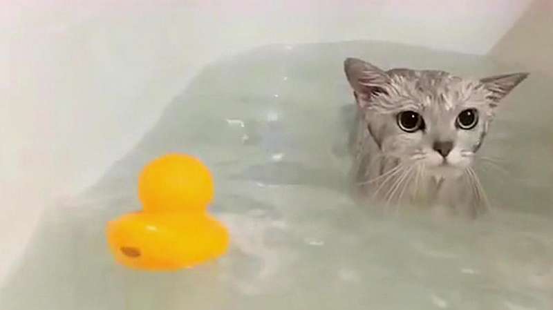 主人给猫咪洗澡,不喜欢水的猫咪满脸拒绝,最后居然做出这种动作