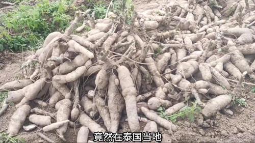 难得一见的四驱皮卡车,竟采用单缸柴油机做动力,现场测试太强了