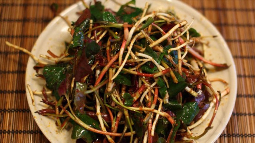 鱼腥草伤肾还致癌?折耳根还能不能吃?