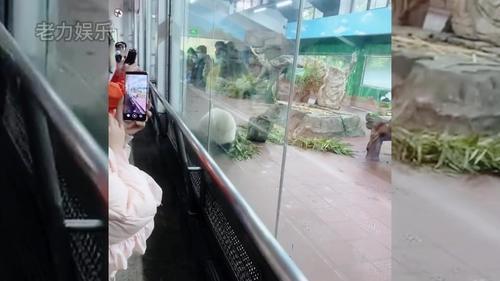 为了让游客有更好的体验,大熊猫直接开始全场翻滚,熊猫:呵,迷不死你