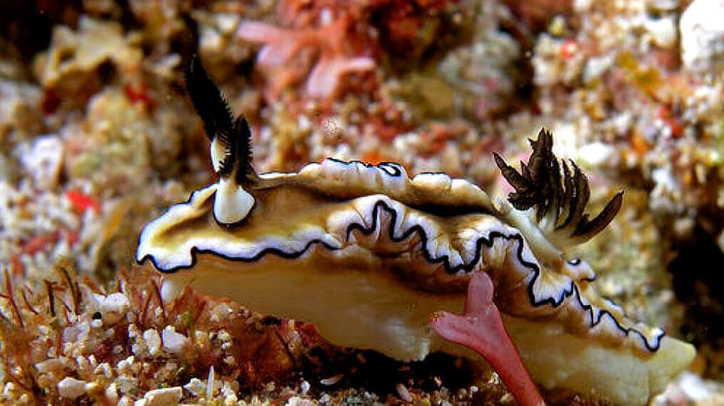 要这脑子何用?世界上最诡异的动物,成年先“吃掉”自己大脑