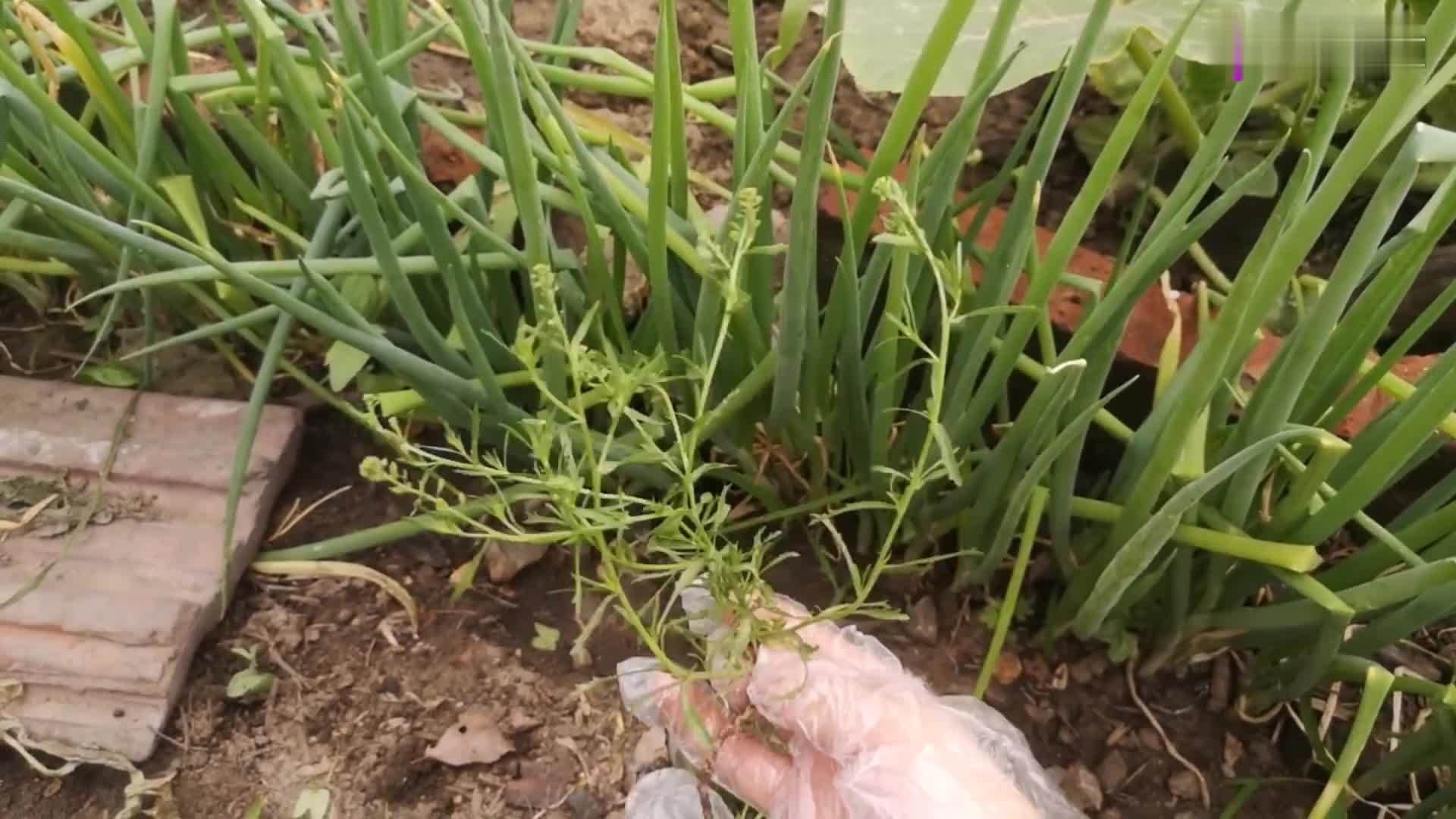 农家地里的庄稼如何种植和保护?跟着李美丽来看看吧!