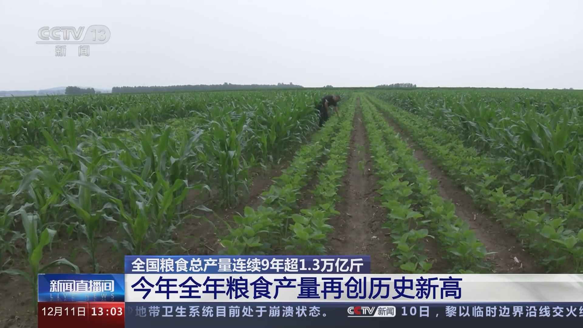 [新闻直播间]全国粮食总产量连续9年超1.3万亿斤 今年全年粮食产量...