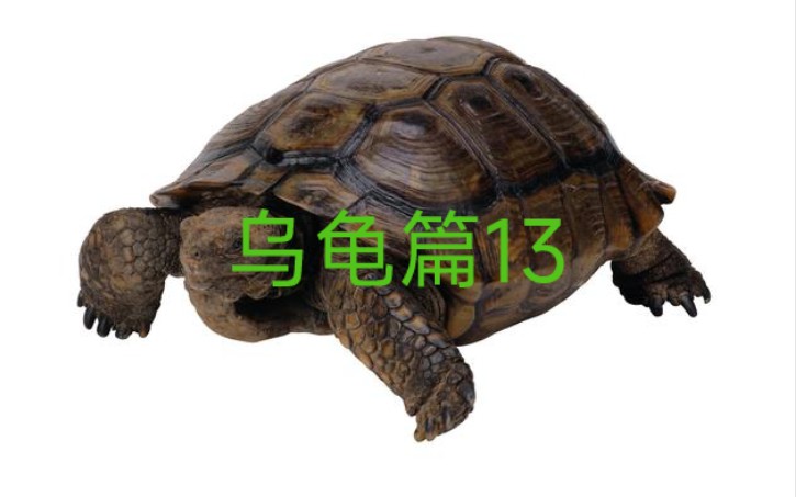 日常生活43-乌龟篇13