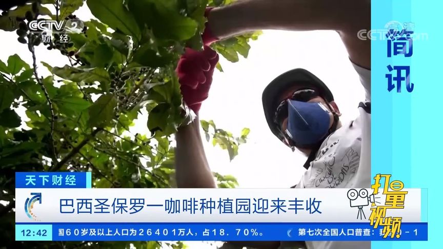 巴西圣保罗一咖啡种植园迎来丰收|天下财经