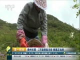 [第一时间]贵州长顺:2万亩刺梨丰收 摘果正当时