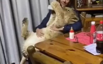外国人家里的巨猫