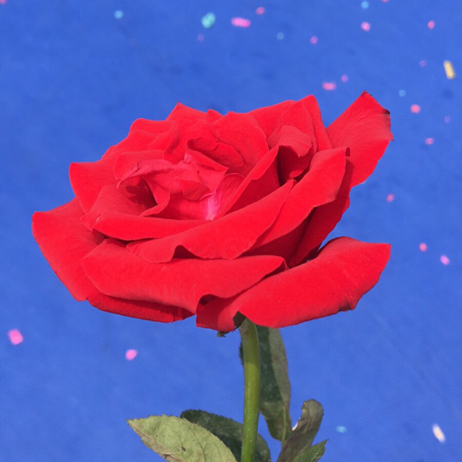 一蚊一斤鸡一蚊一斤龟 