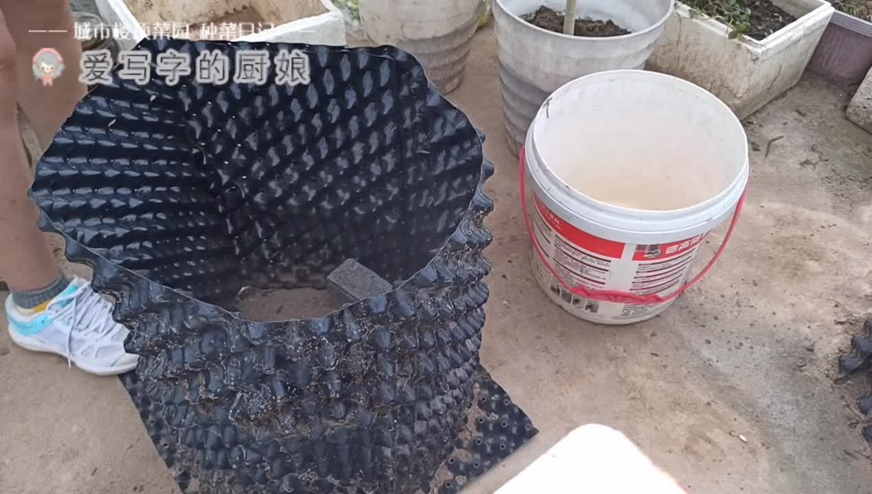 楼顶控根器种木瓜果树:这样埋施基肥,明年根深叶茂花果无数(2)