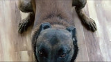 马犬出去打架,回到家被牛爸骂到趴下,你们忍住别笑
