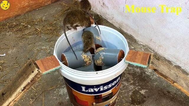 水桶简易捕鼠器,制作简单作用可不小,一晚上抓一窝老鼠!