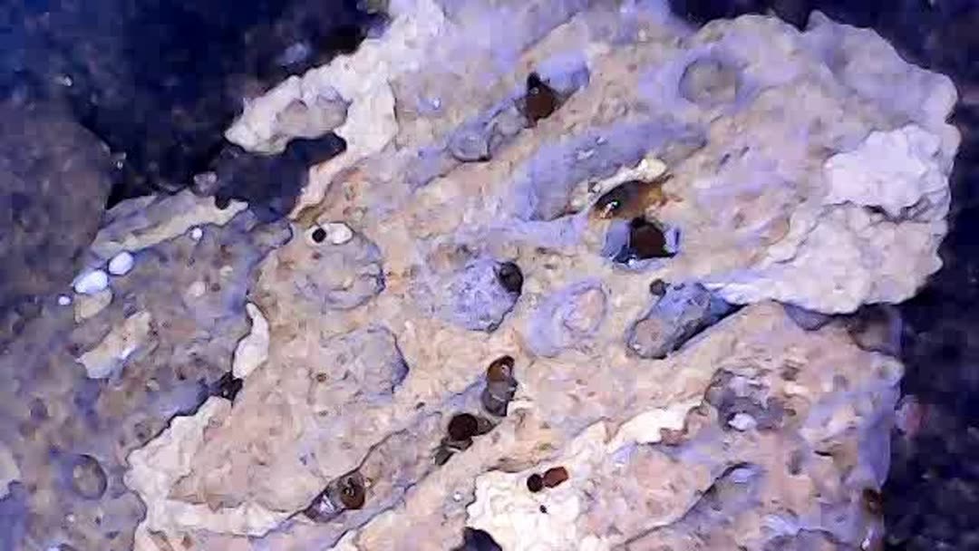 黄翅大白蚁内窥镜观察记录